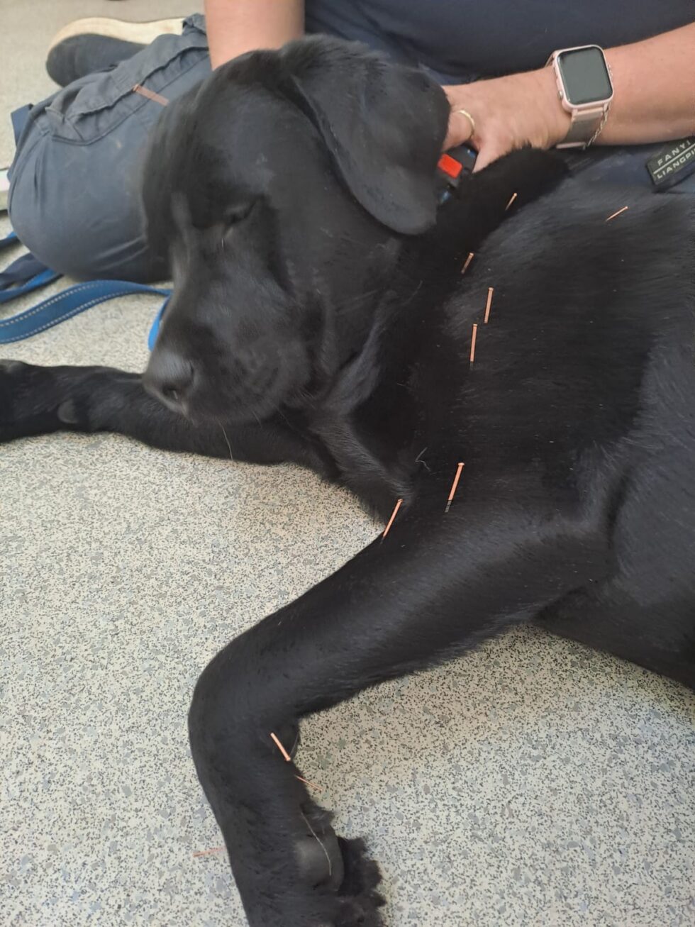 Pet Acupuncture & Herbal Medicine In Churchdown, Gloucester, GL3 2HE ...
